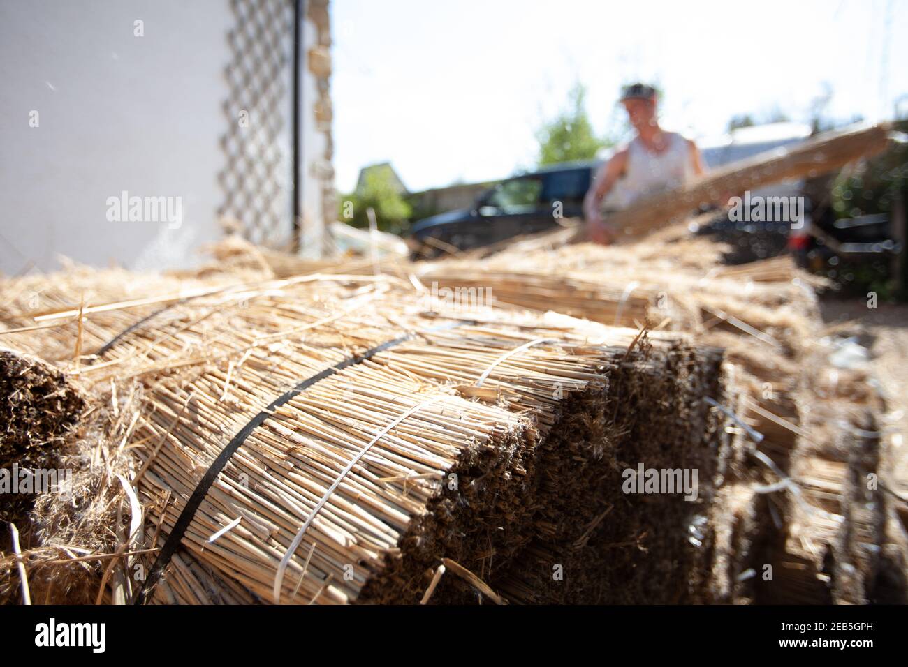 Thatching a Somerset cottage using wheat and traditional hazel spurs ...