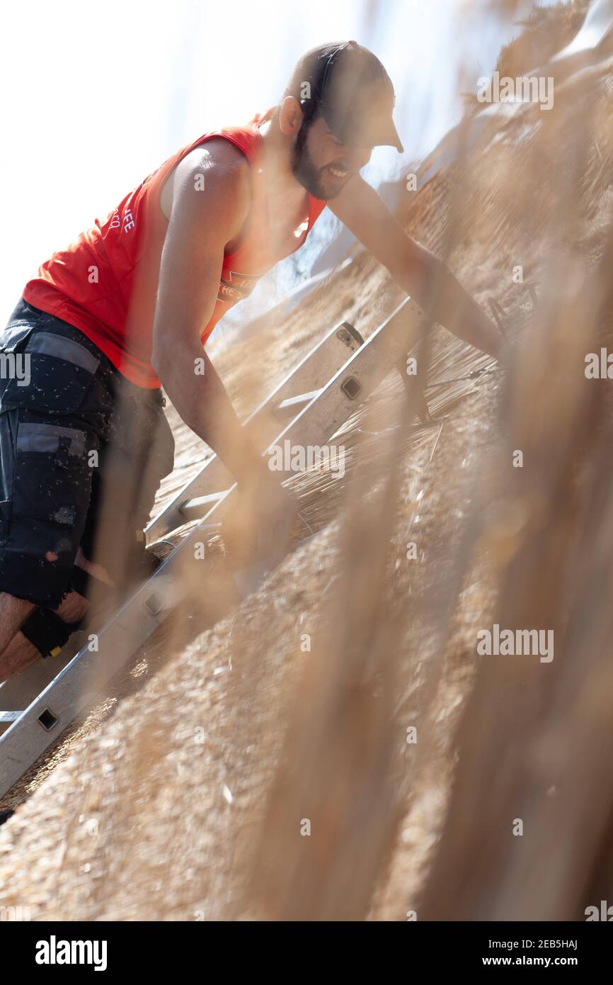 Thatching a Somerset cottage using wheat and traditional hazel spurs ...