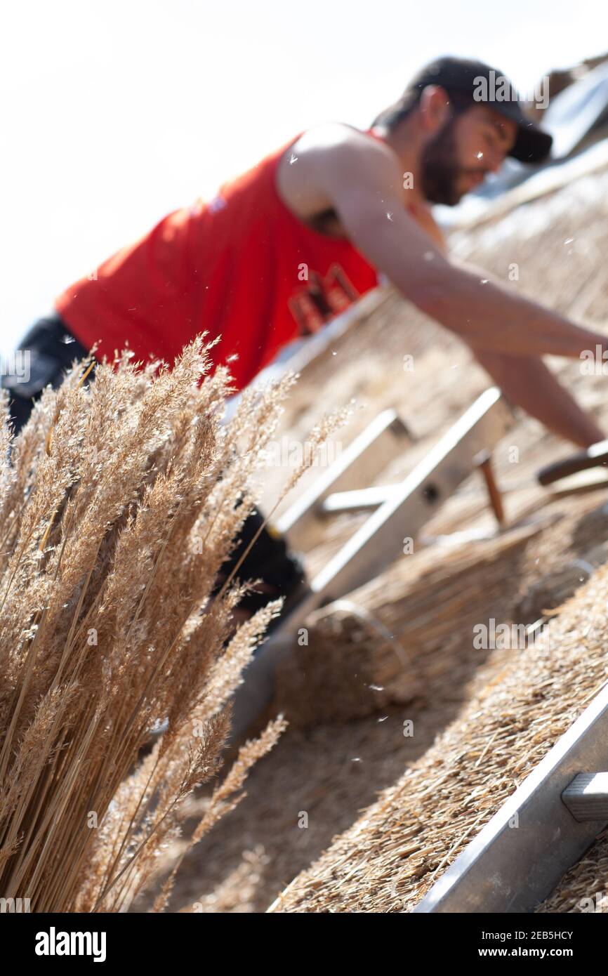 Thatching a Somerset cottage using wheat and traditional hazel spurs ...