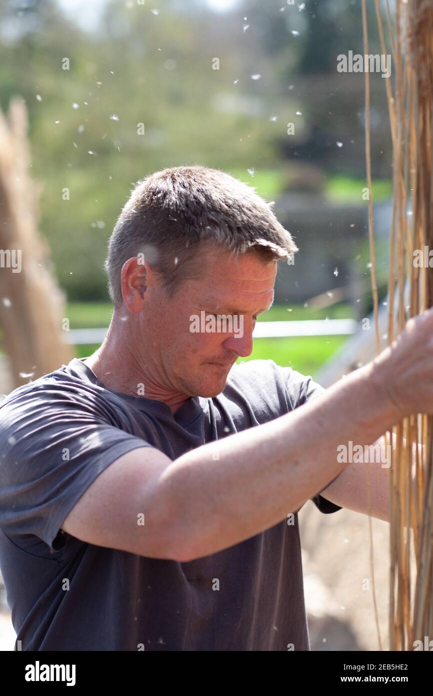 Thatching a Somerset cottage using wheat and traditional hazel spurs ...