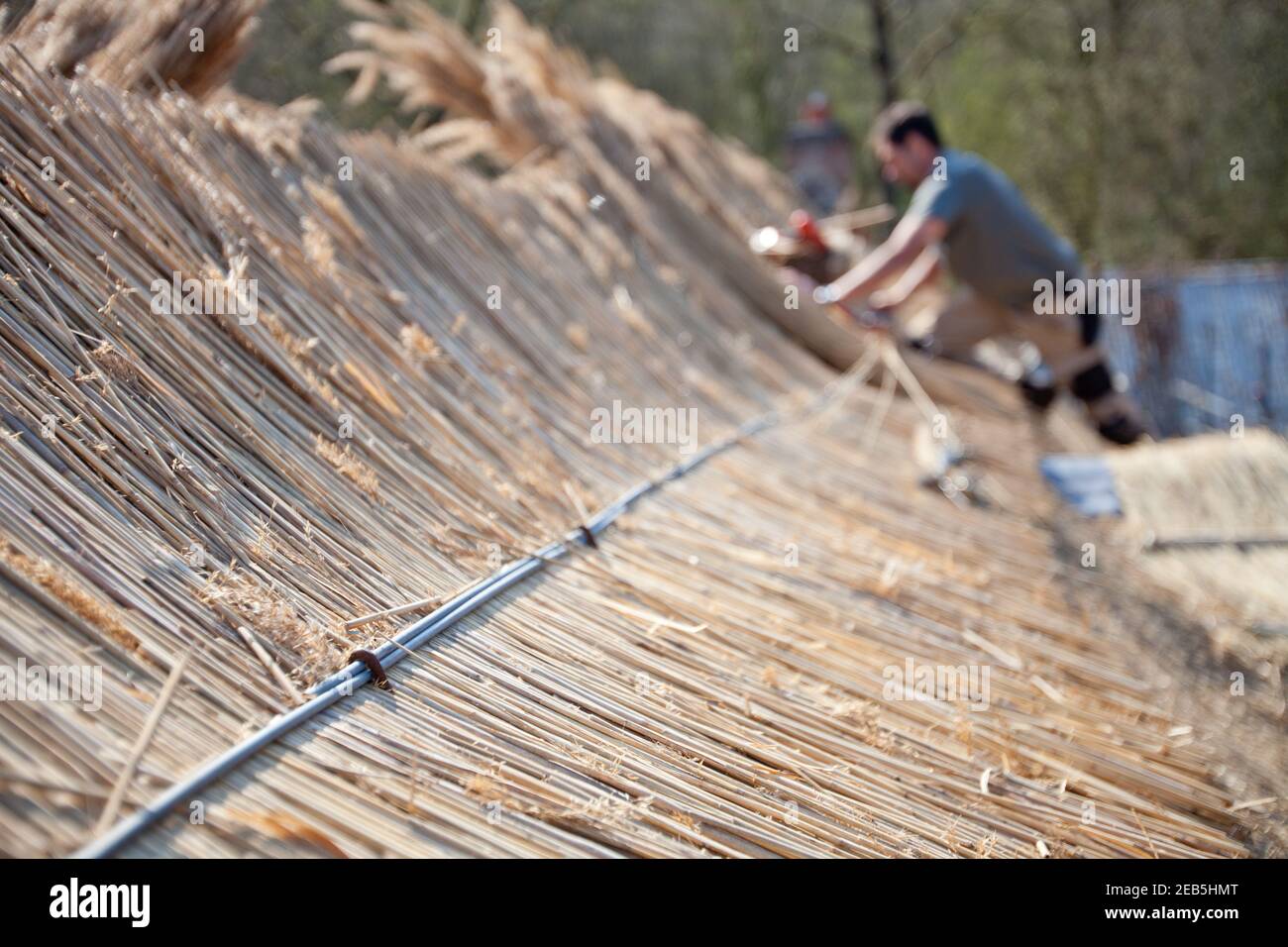 Thatching a Somerset cottage using wheat and traditional hazel spurs ...