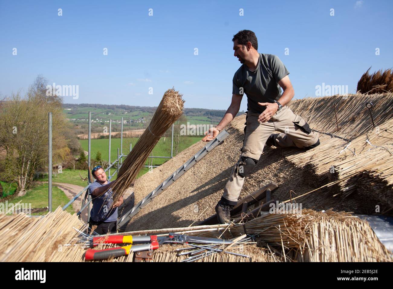 Thatching a Somerset cottage using wheat and traditional hazel spurs ...