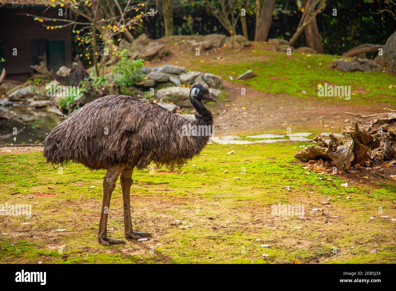 Emu bird in a Zoo park Stock Photo - Alamy