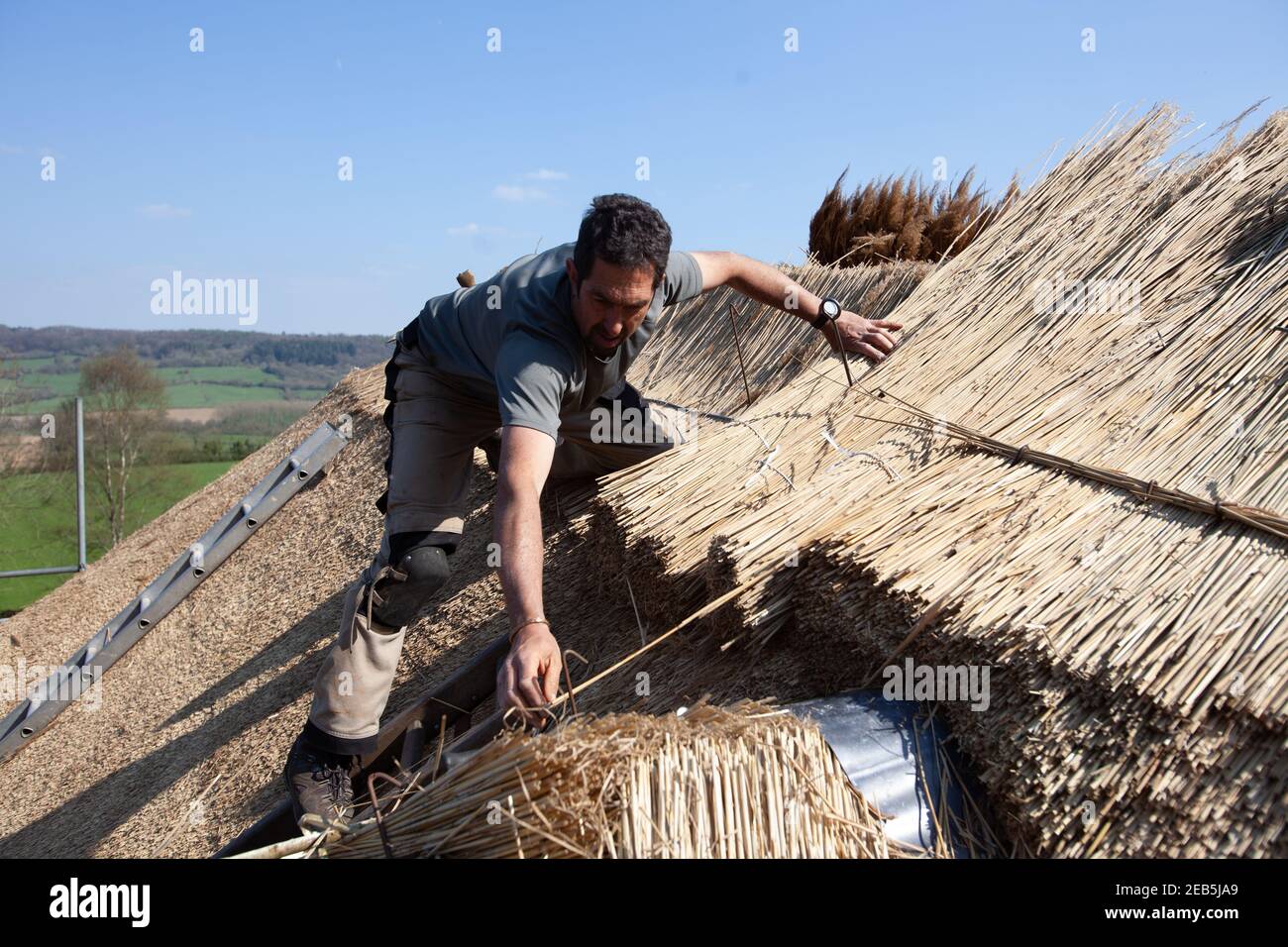 Thatching a Somerset cottage using wheat and traditional hazel spurs ...