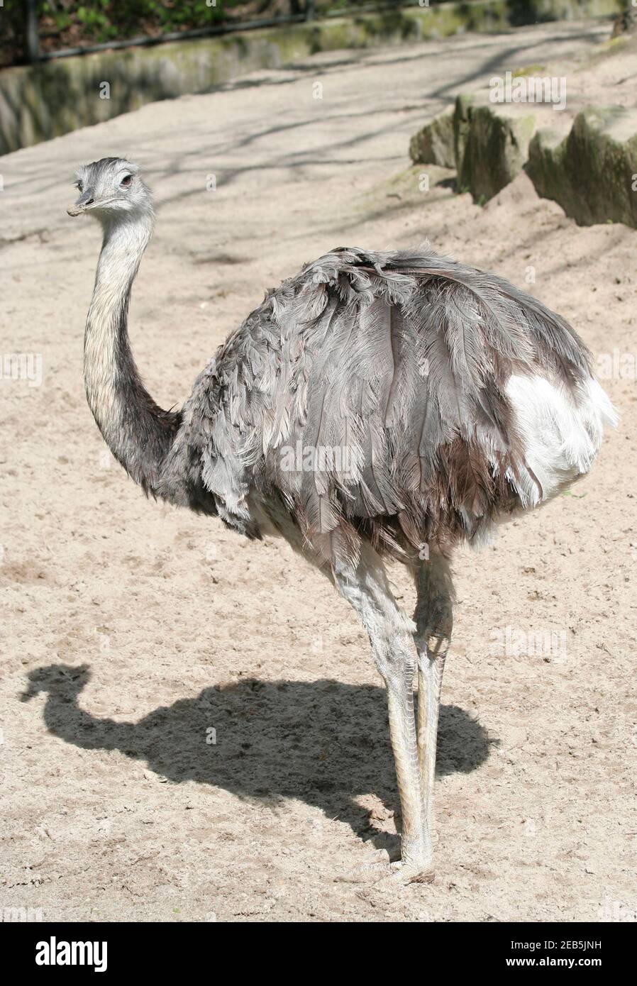 Male rhea hi-res stock photography and images - Alamy