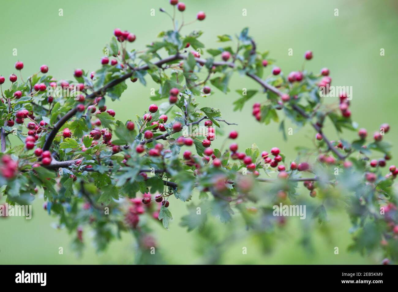 Hawthorn in spring in denmark a sunny day Stock Photo - Alamy