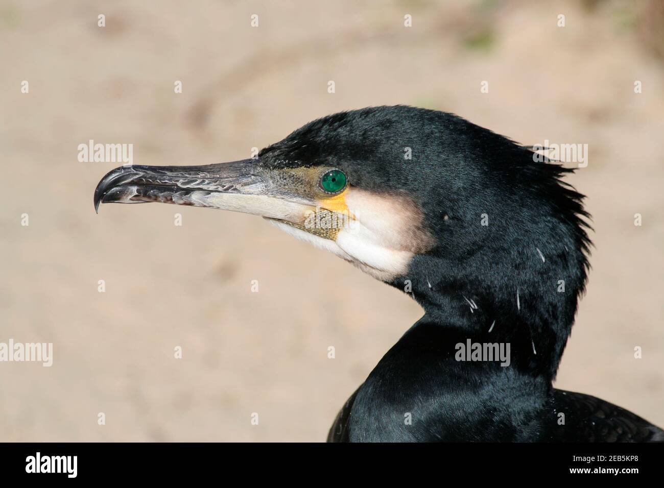 Head Shot of Cormorant Bird Stock Photo - Alamy