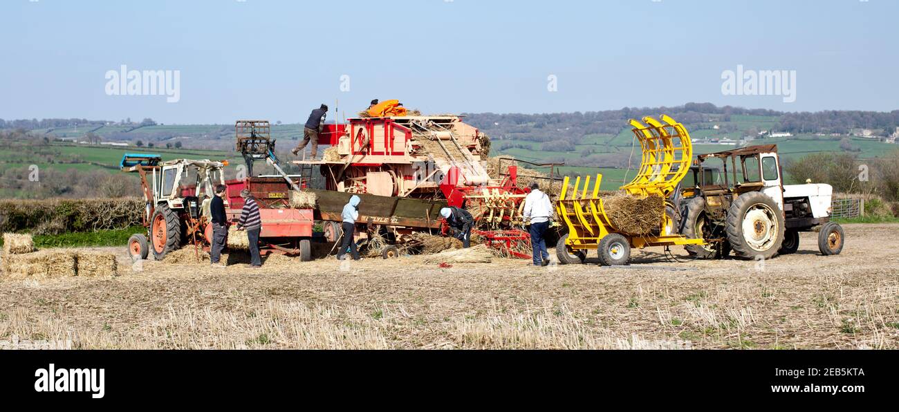 threshing wheat on Somerset farm Stock Photo - Alamy