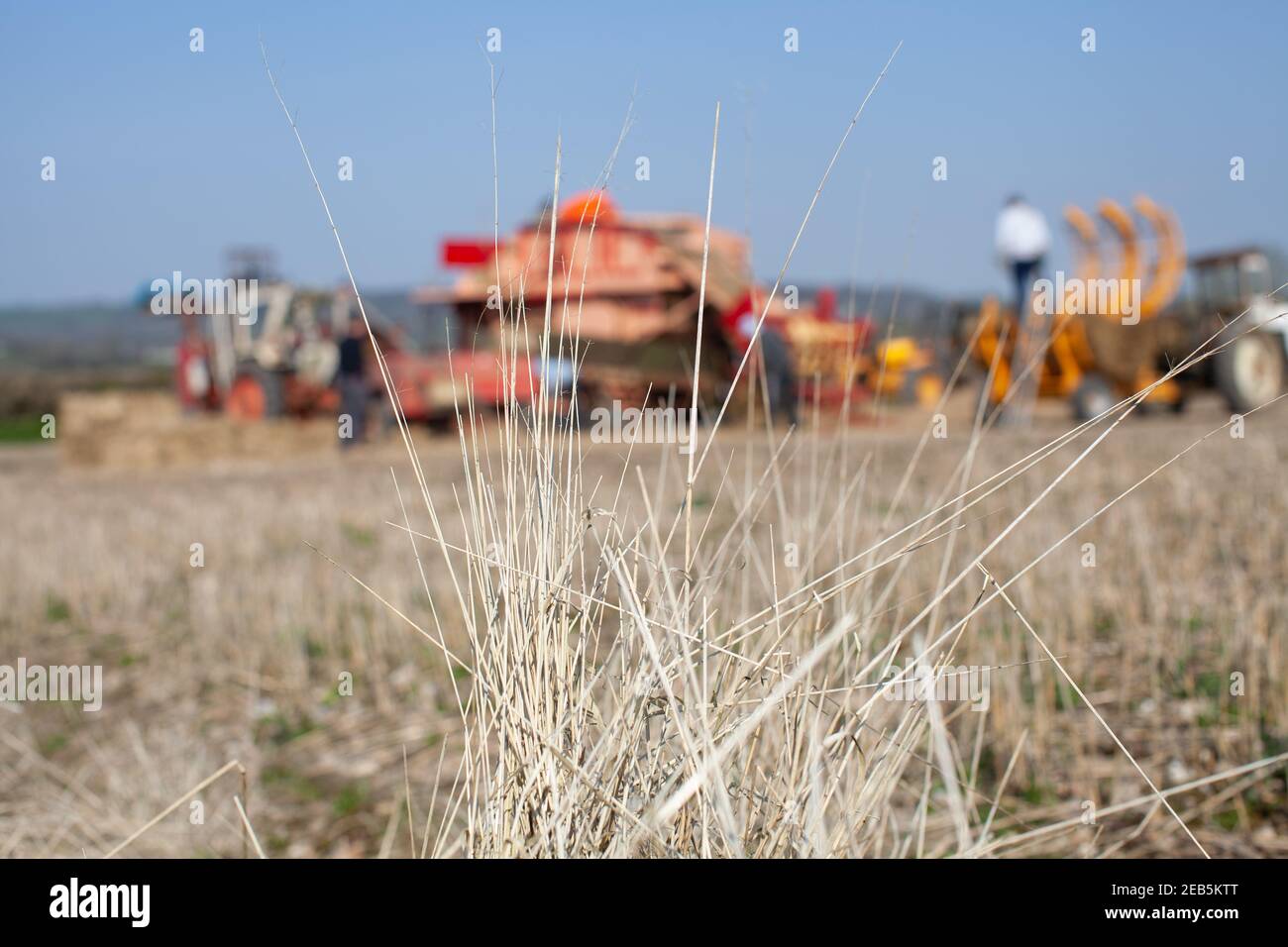 threshing wheat on Somerset farm Stock Photo - Alamy
