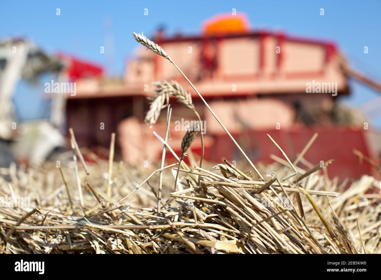 threshing wheat on Somerset farm Stock Photo - Alamy