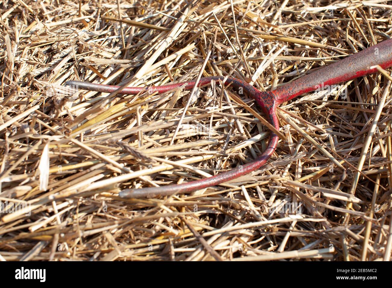 threshing wheat on Somerset farm Stock Photo - Alamy