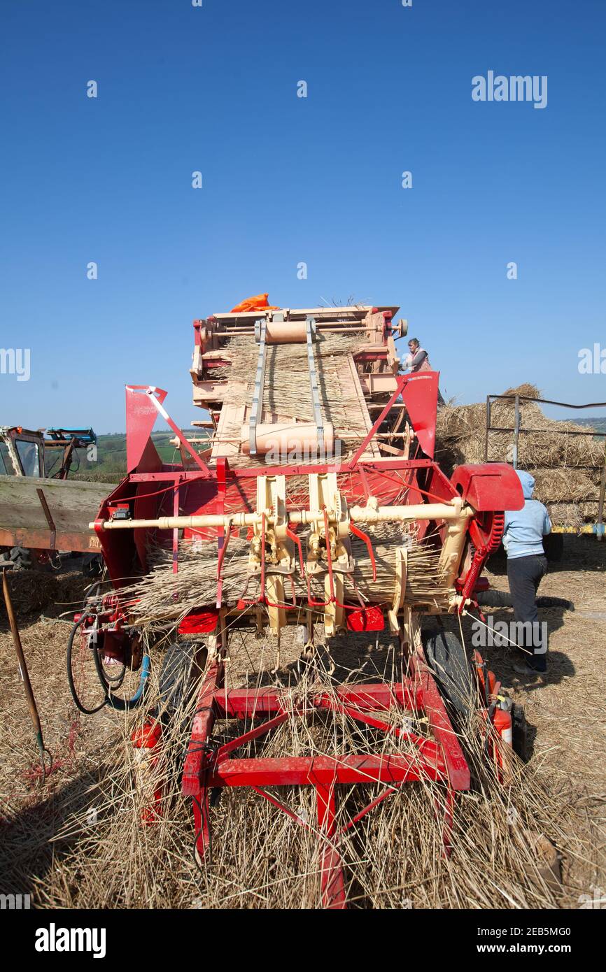 Threshing wheat on somerset farm hi-res stock photography and images ...