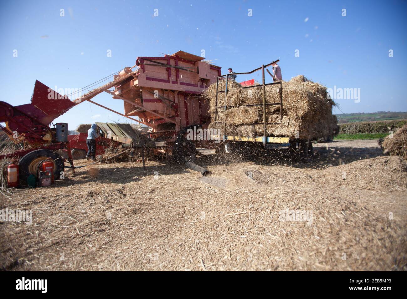 threshing wheat on Somerset farm Stock Photo - Alamy