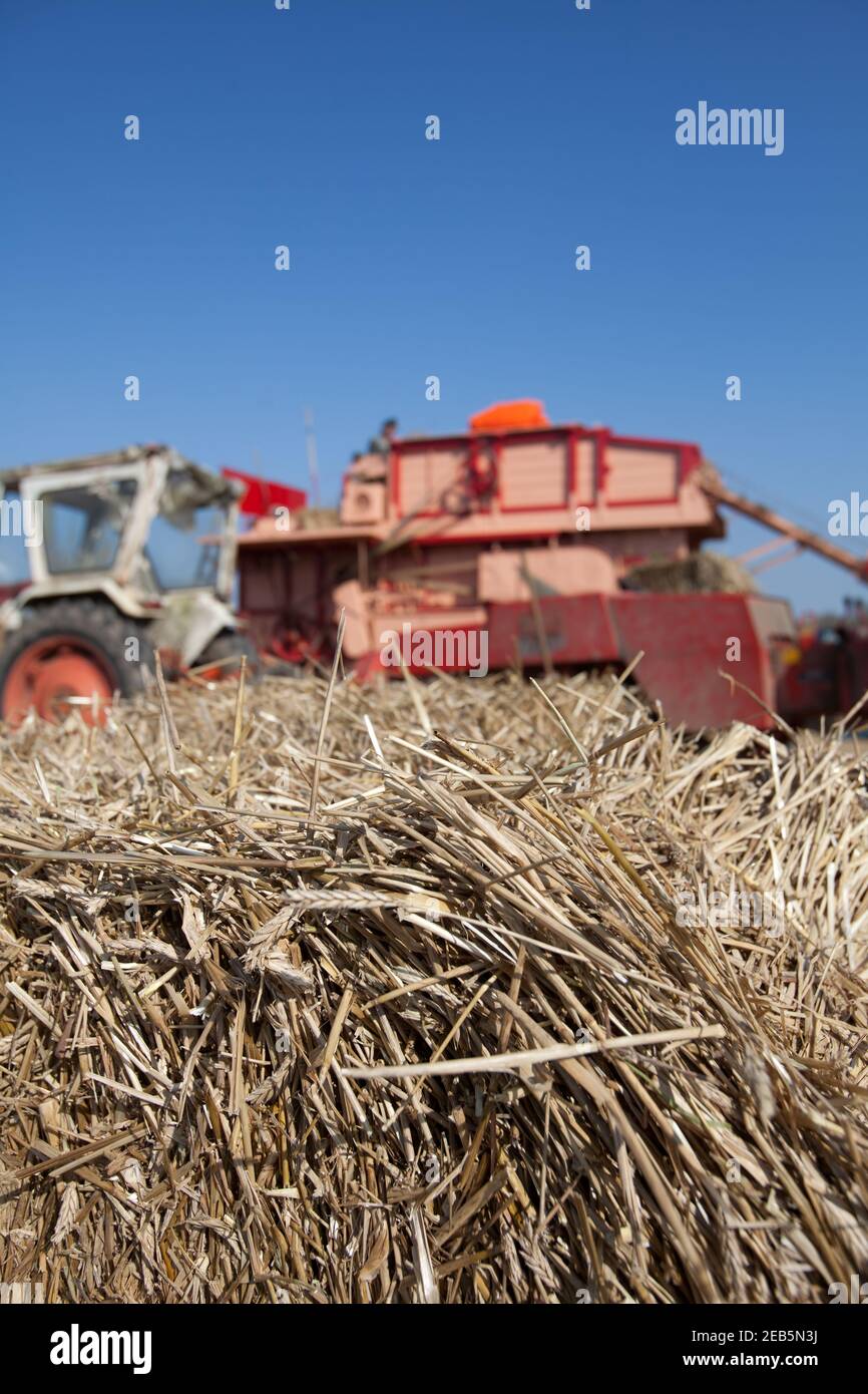threshing wheat on Somerset farm Stock Photo - Alamy