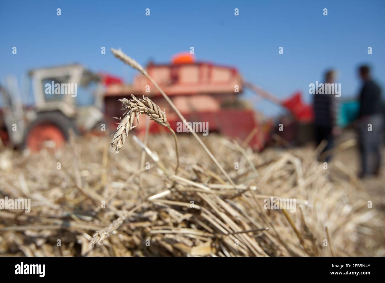 Threshing wheat on somerset farm hi-res stock photography and images ...