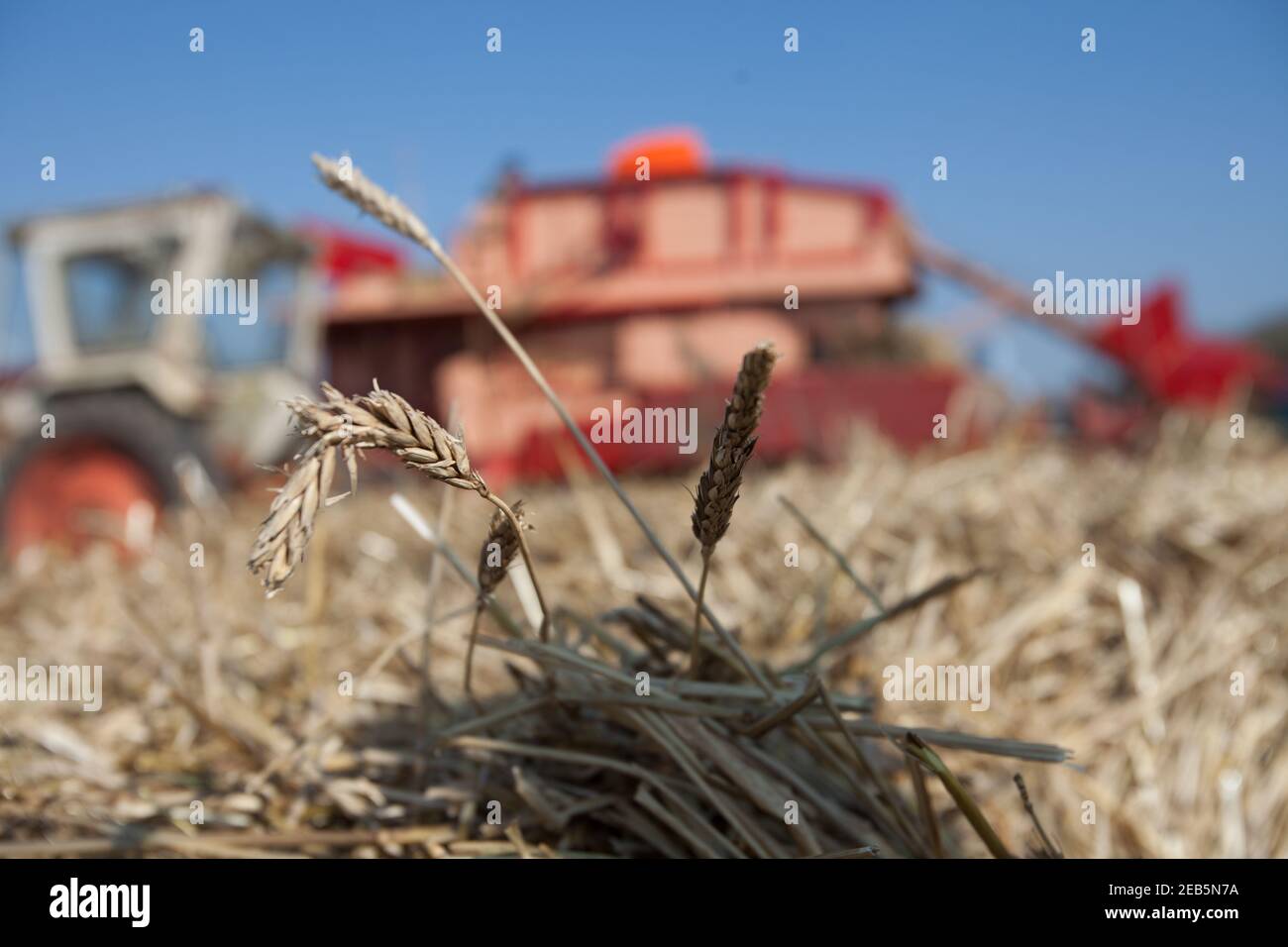 Threshing wheat on somerset farm hi-res stock photography and images ...
