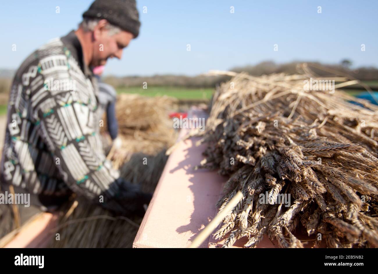 threshing wheat on Somerset farm Stock Photo - Alamy
