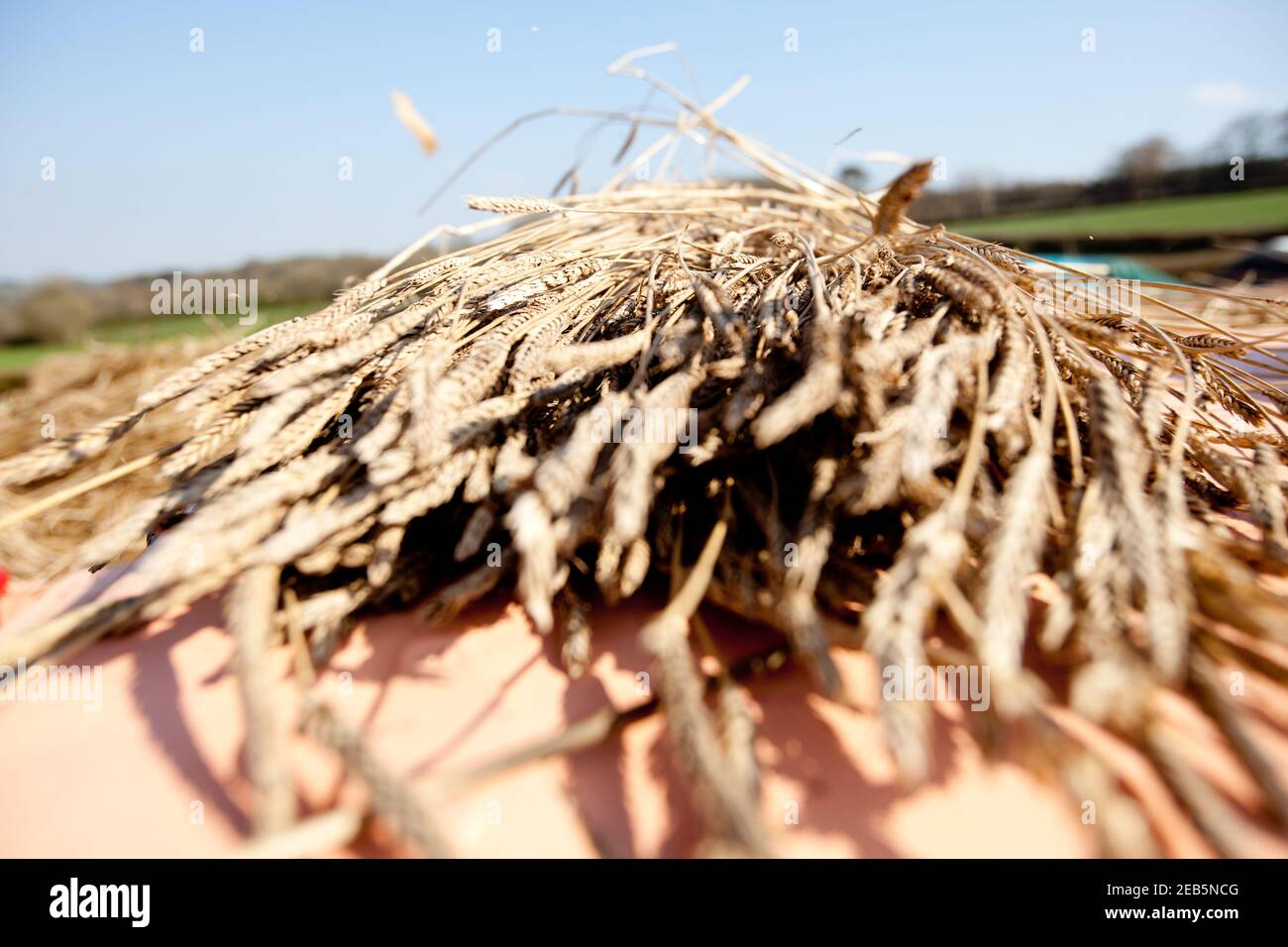 threshing wheat on Somerset farm Stock Photo - Alamy