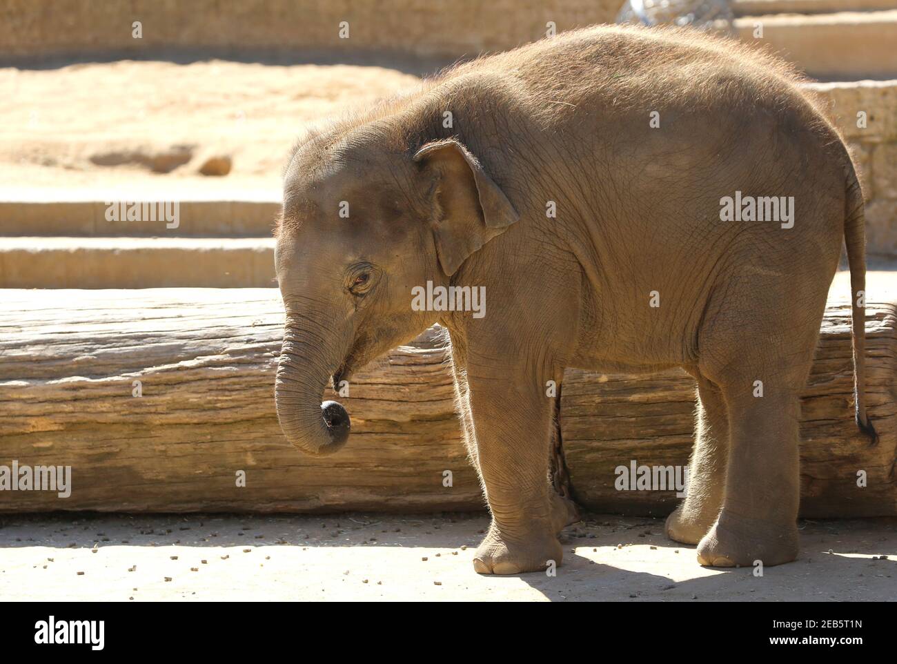 Elephant log hi-res stock photography and images - Alamy
