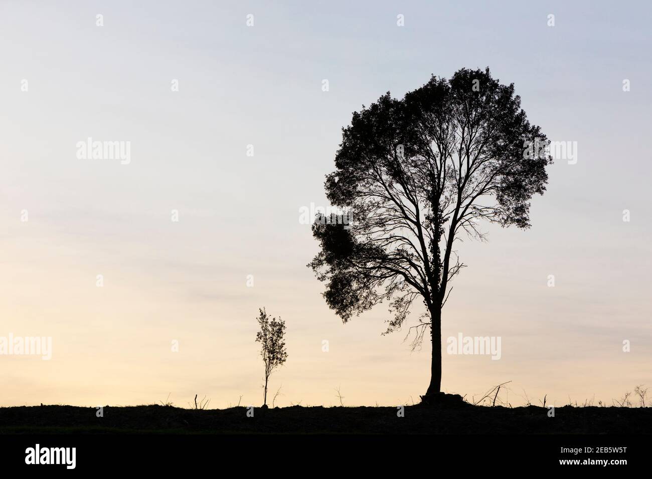 Two trees 2 tree trees growing hi-res stock photography and images - Alamy