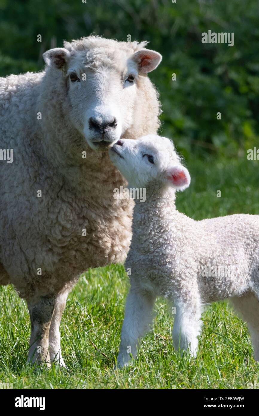 Spring lamb and mother kissing hi-res stock photography and images - Alamy