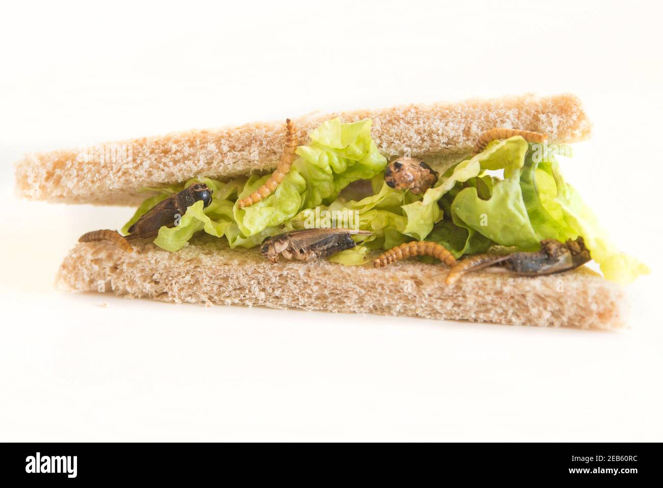 Cricket and lettuce sandwich Stock Photo - Alamy