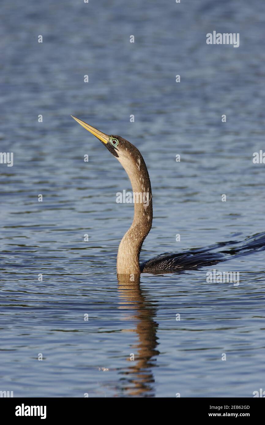 Anhinga swimming low in water showing source of alternate name ...