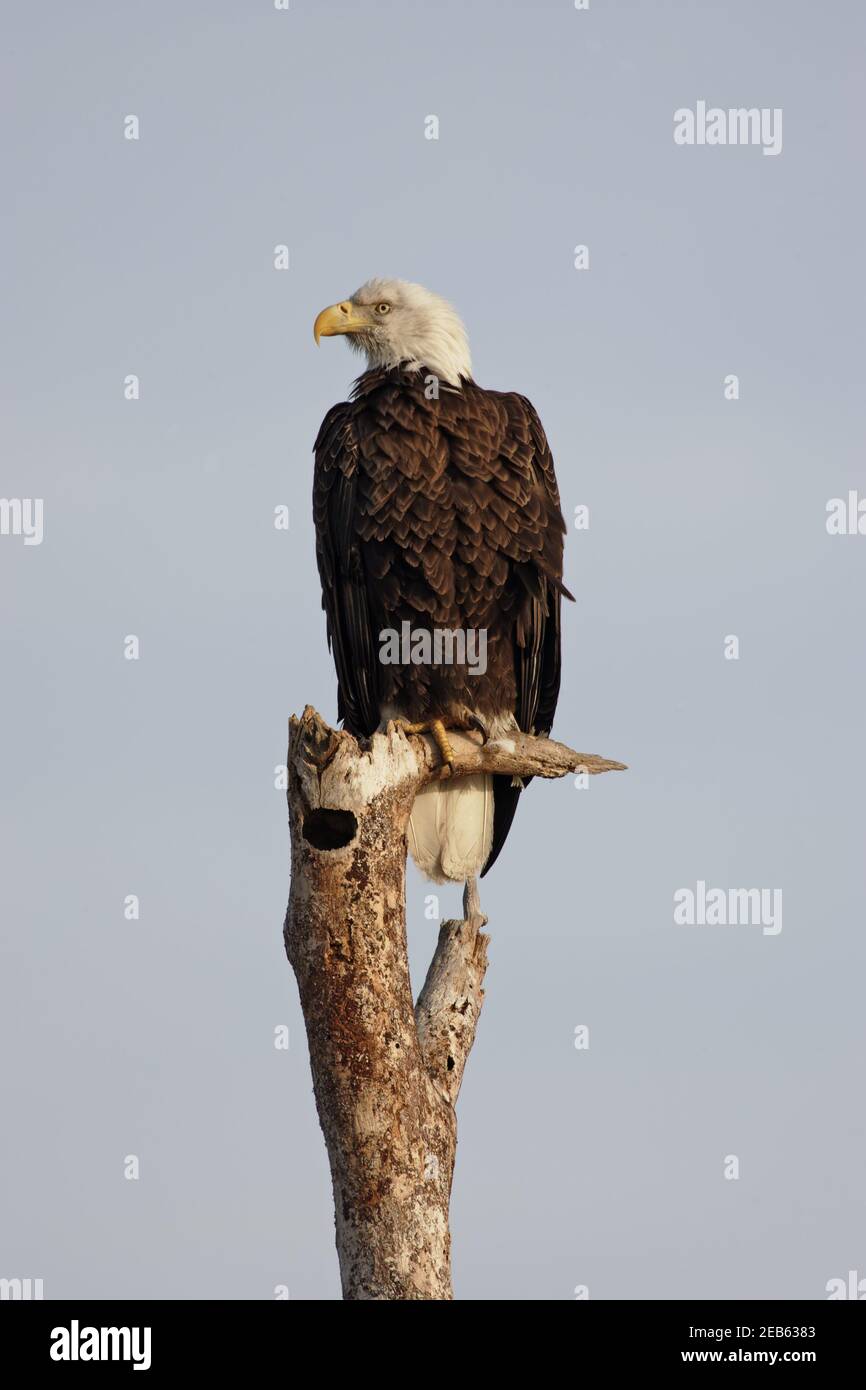 Bald Eagle on dead tree(Haliaeetus leucocephalus) Viera Wetlands ...