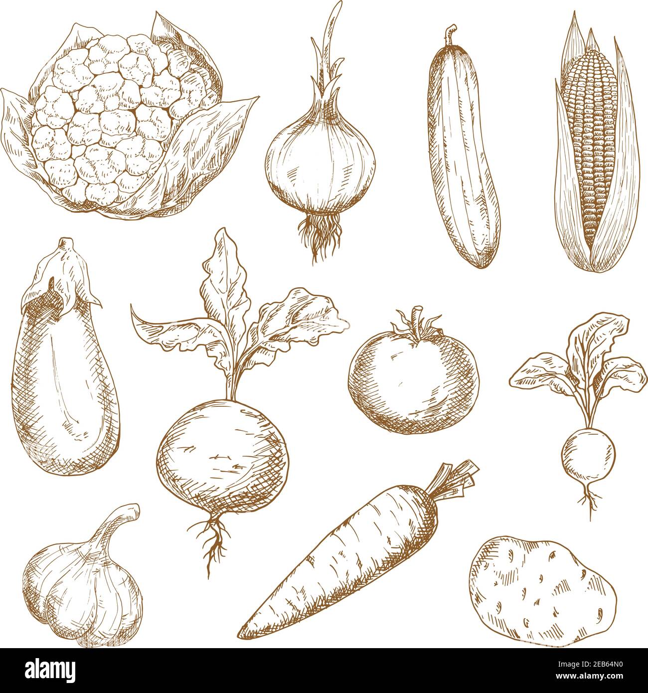 Vector hand drawn corn cob hi-res stock photography and images - Alamy