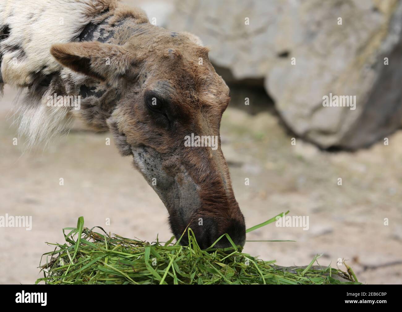 American caribou eating hi-res stock photography and images - Alamy