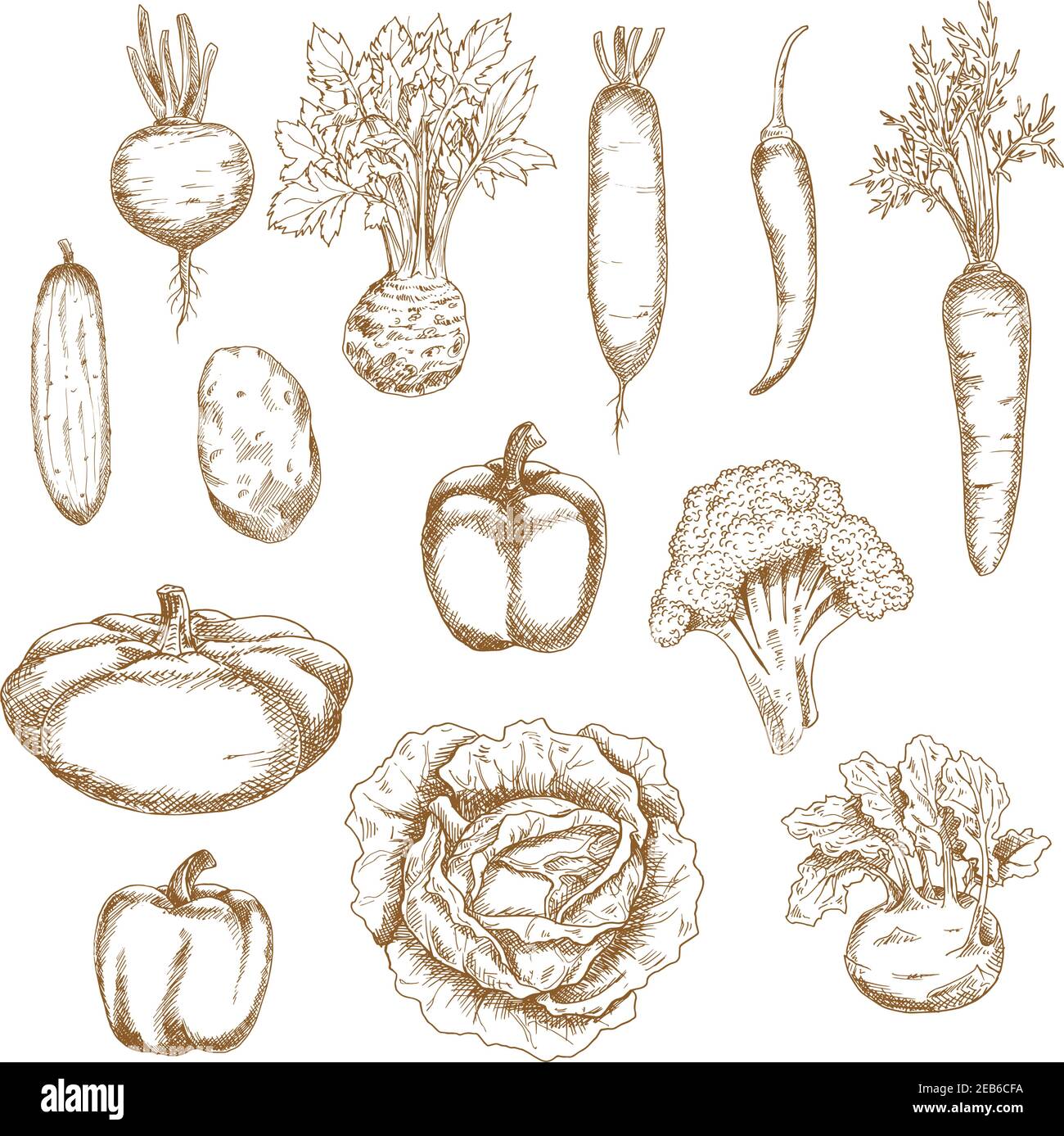 Carrot chilli pepper in Stock Vector Images - Alamy