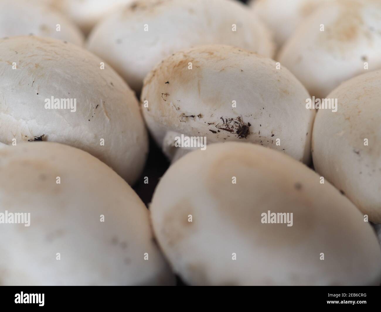 agaricus bisporus aka champignons mushrooms vegetarian food | (agaricus ...
