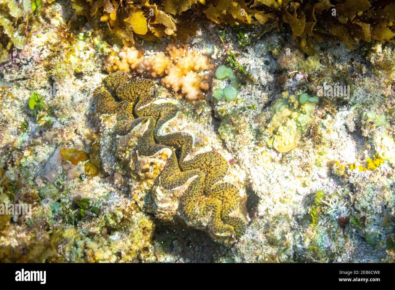 Siargao Island Pacific Ocean Marine and Underwater Life Stock Photo - Alamy