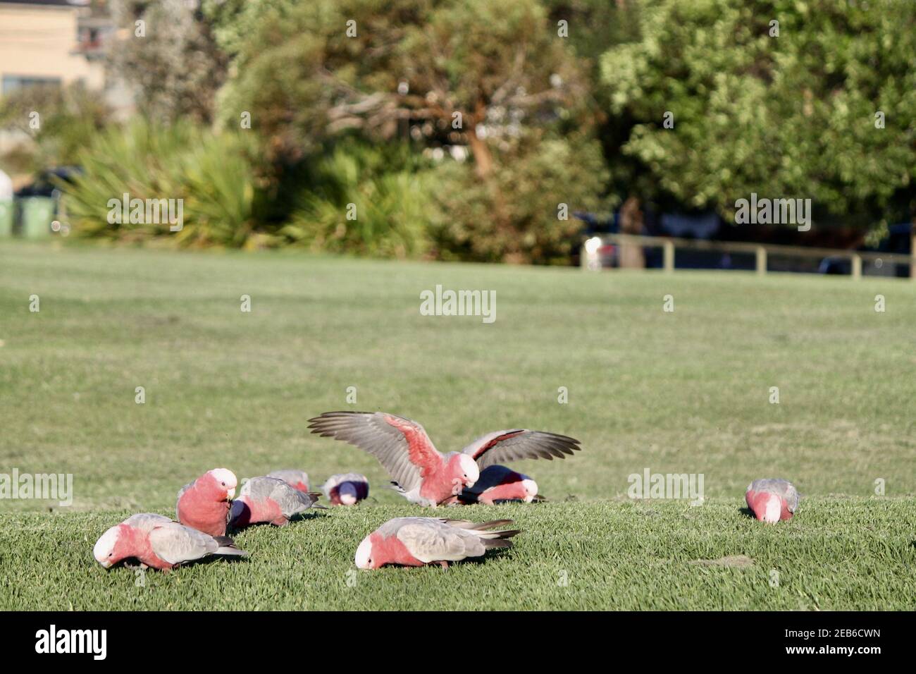 Feeding australian pink birds Stock Photo - Alamy