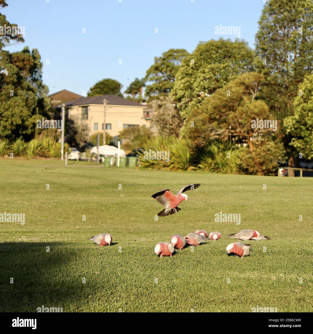 Feeding australian pink birds Stock Photo - Alamy
