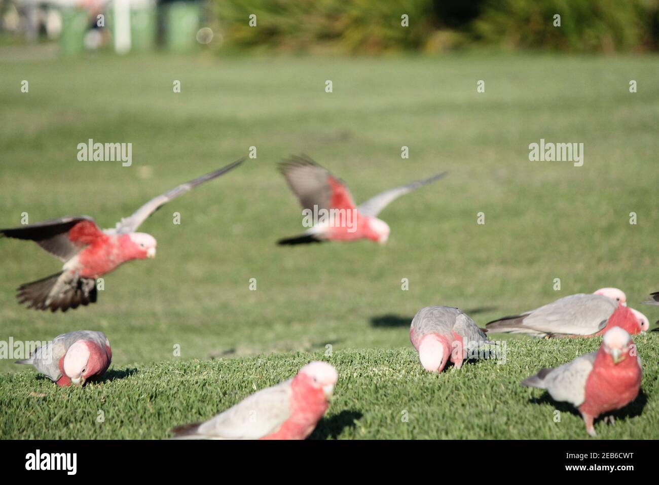 Feeding australian pink birds Stock Photo - Alamy