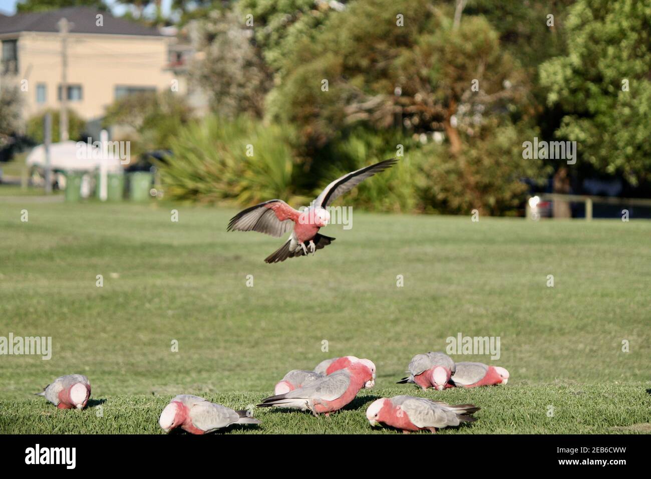 Feeding australian pink birds Stock Photo - Alamy