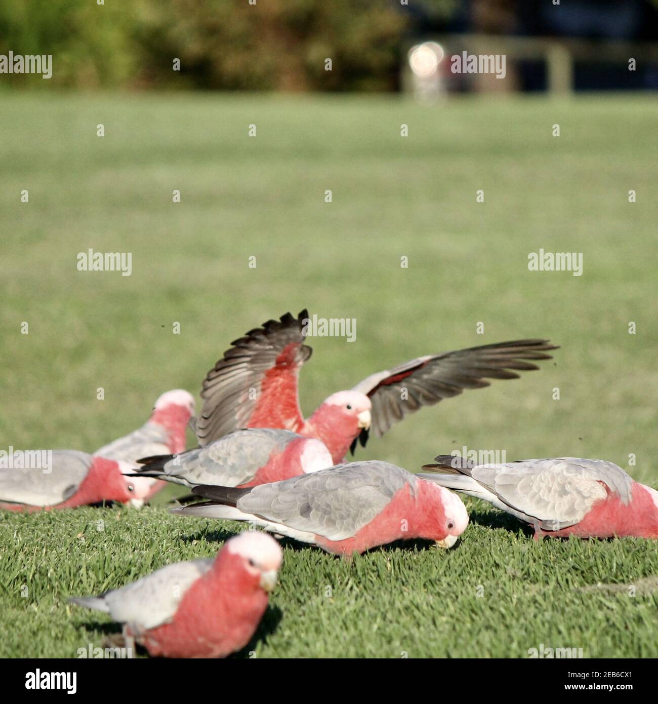 Feeding australian pink birds Stock Photo - Alamy