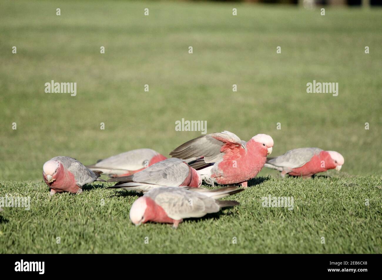 Feeding australian pink birds Stock Photo - Alamy