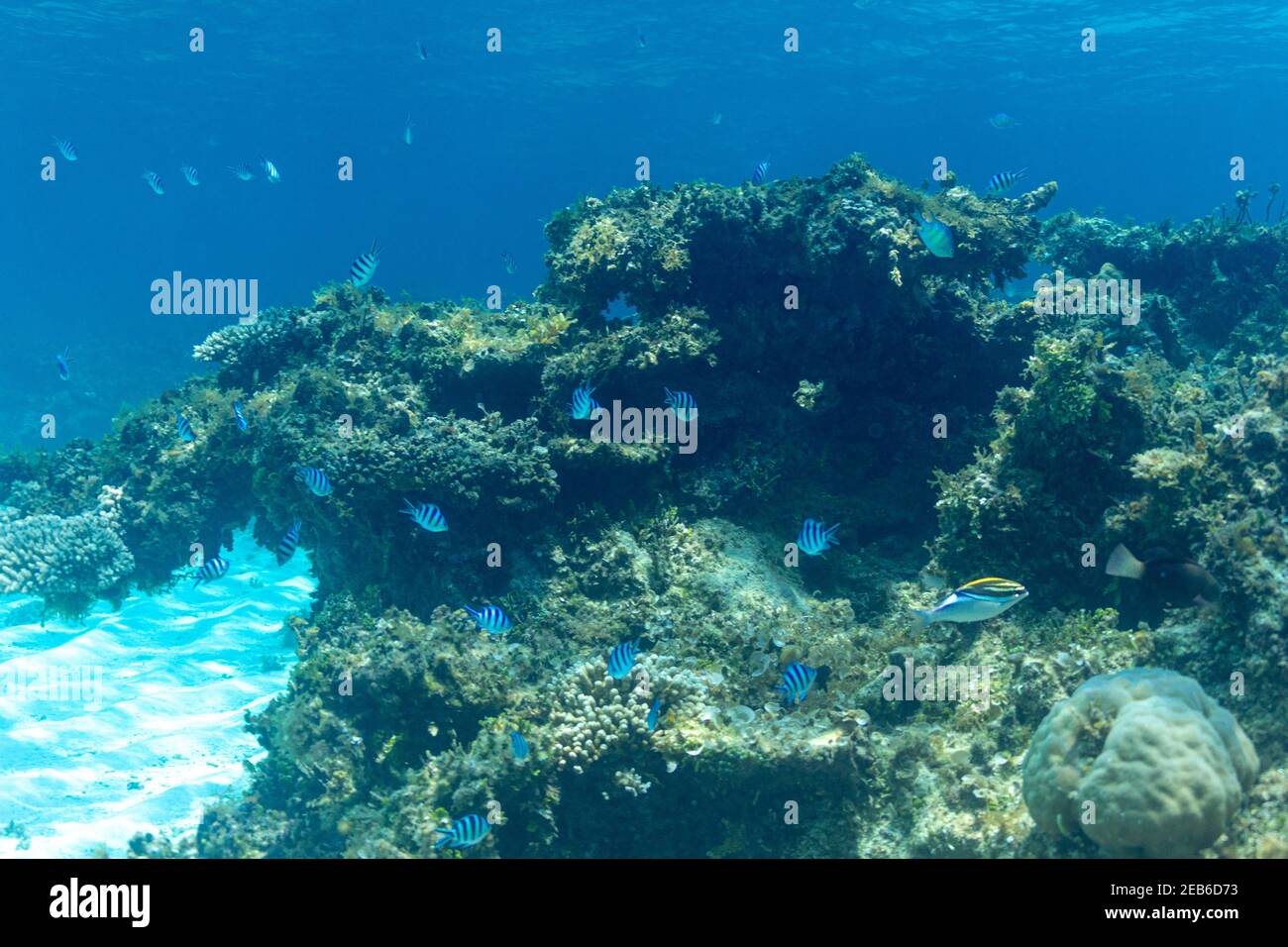 Morey reef hi-res stock photography and images - Alamy