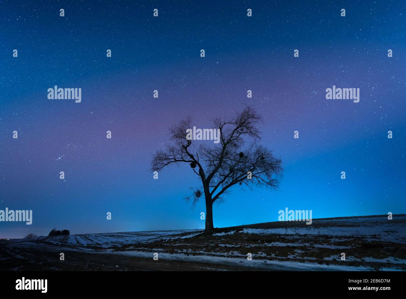 Lonely tree on a background of starry sky Stock Photo - Alamy