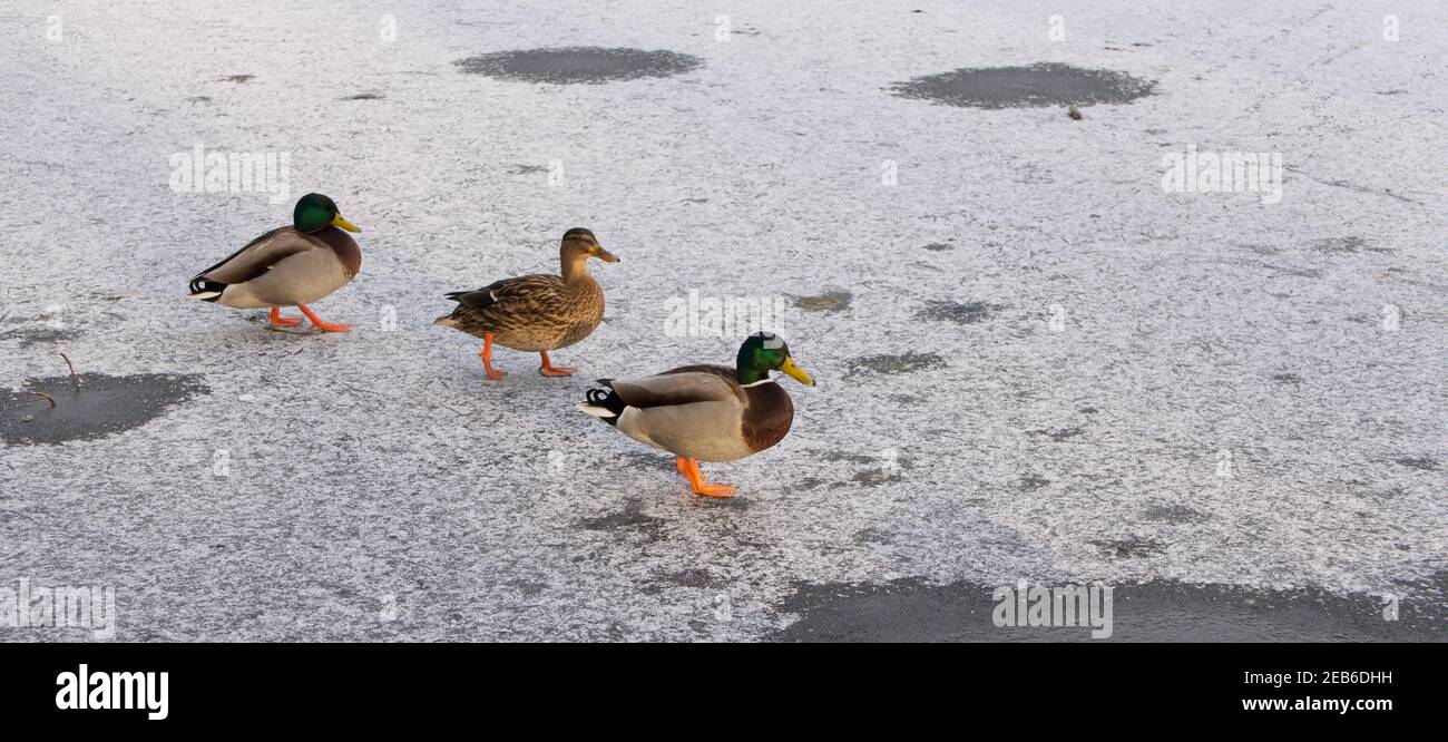 Header showing three ducks walking along in a line with copy space ...