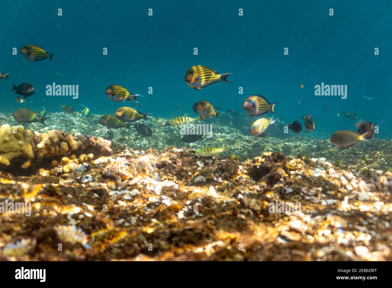Siargao Island Pacific Ocean Marine and Underwater Life Stock Photo - Alamy