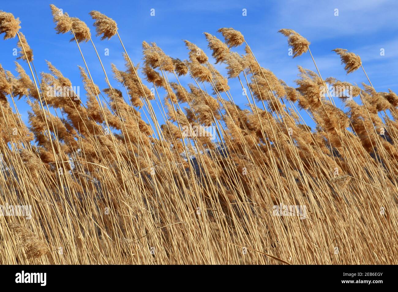 Dry fluffy reed, nature background Stock Photo - Alamy