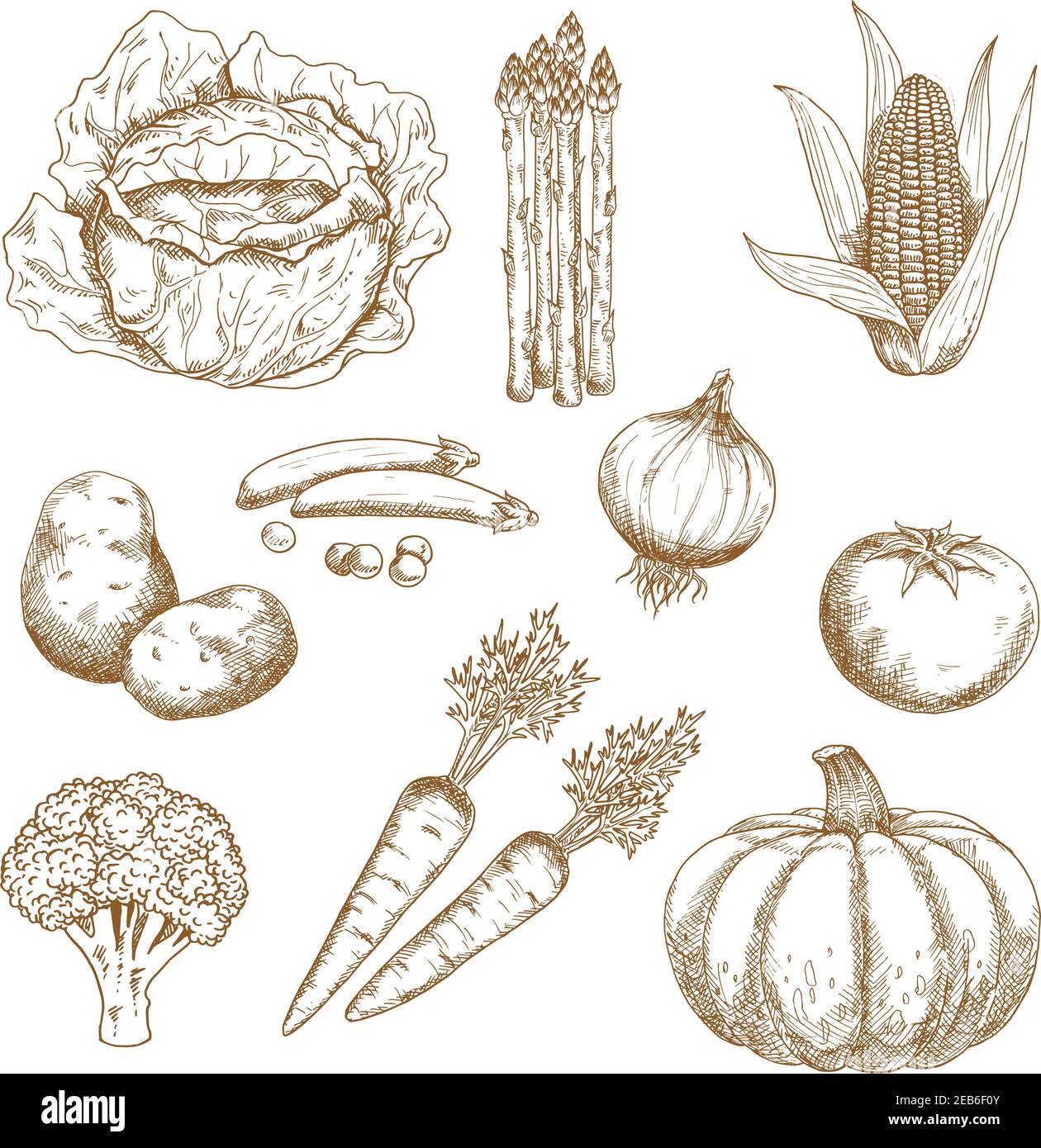 Sketches of farm sweet corn, onion, tomato, broccoli, carrots, green ...