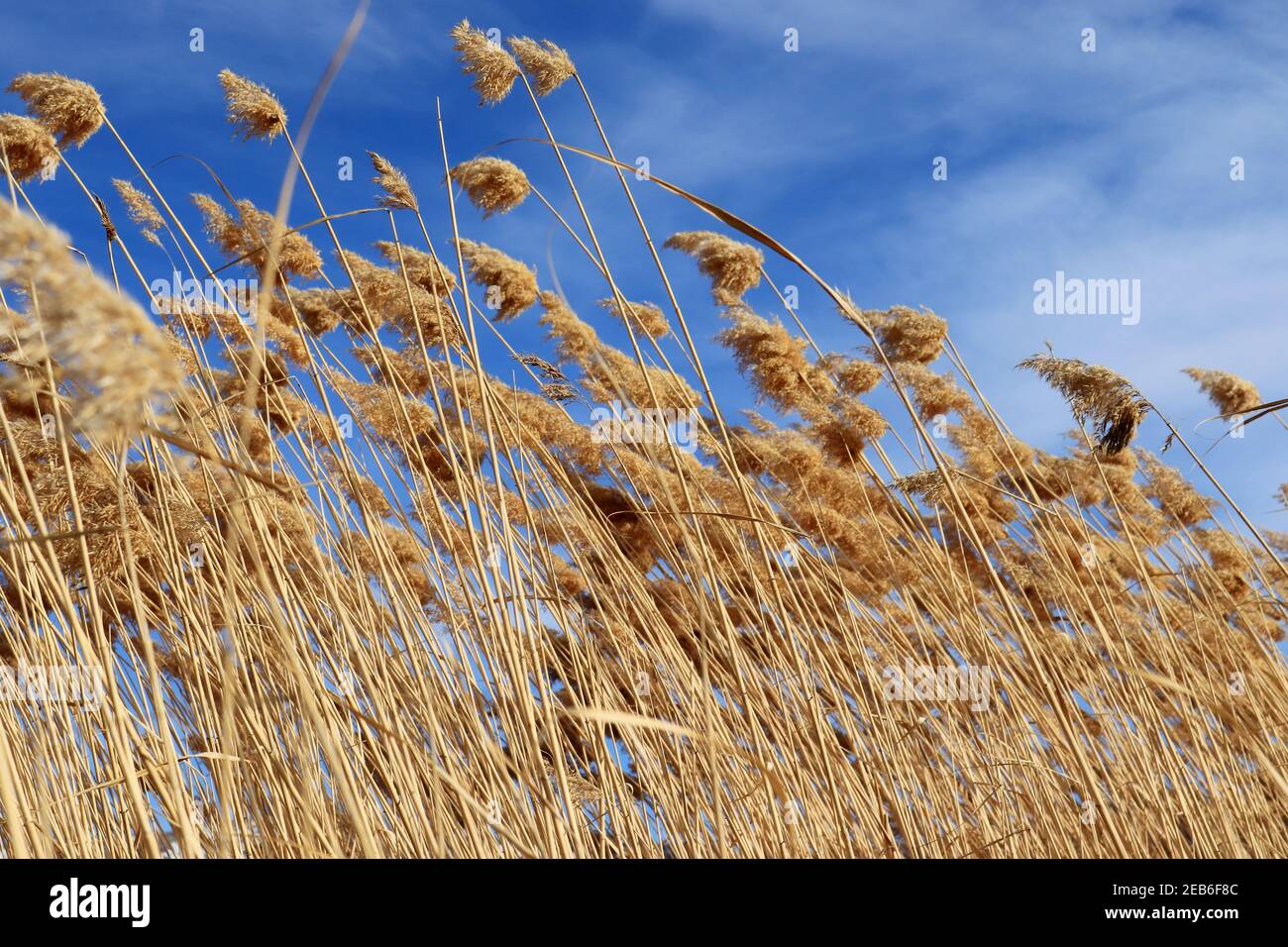 Dry fluffy reed, nature background Stock Photo - Alamy