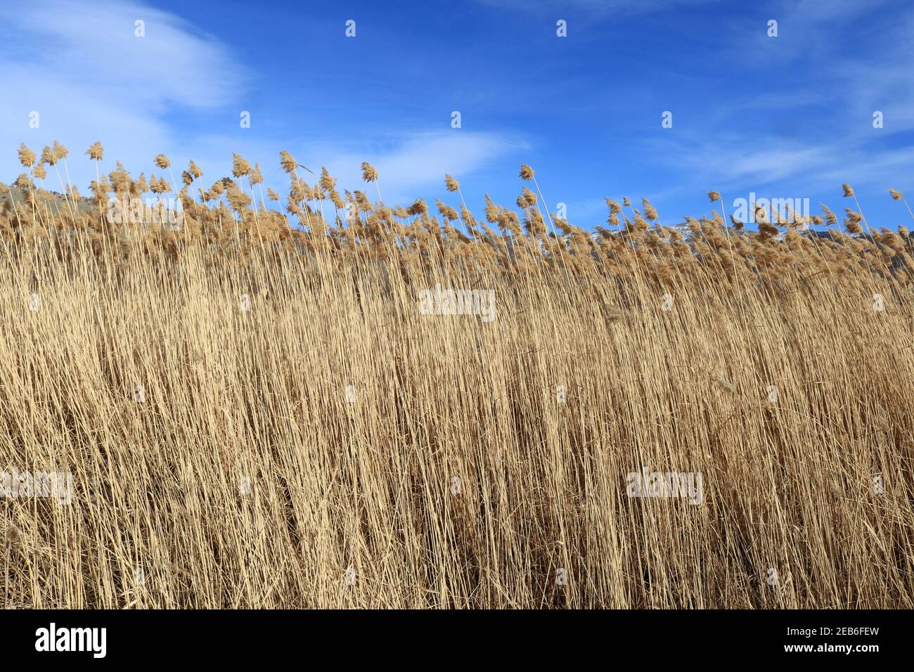 Dry fluffy reed, nature background Stock Photo - Alamy