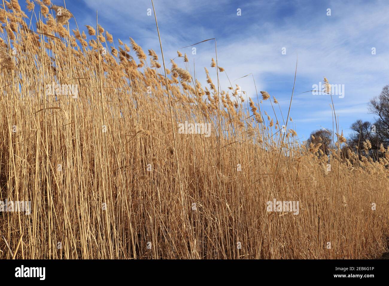 Dry fluffy reed, nature background Stock Photo - Alamy