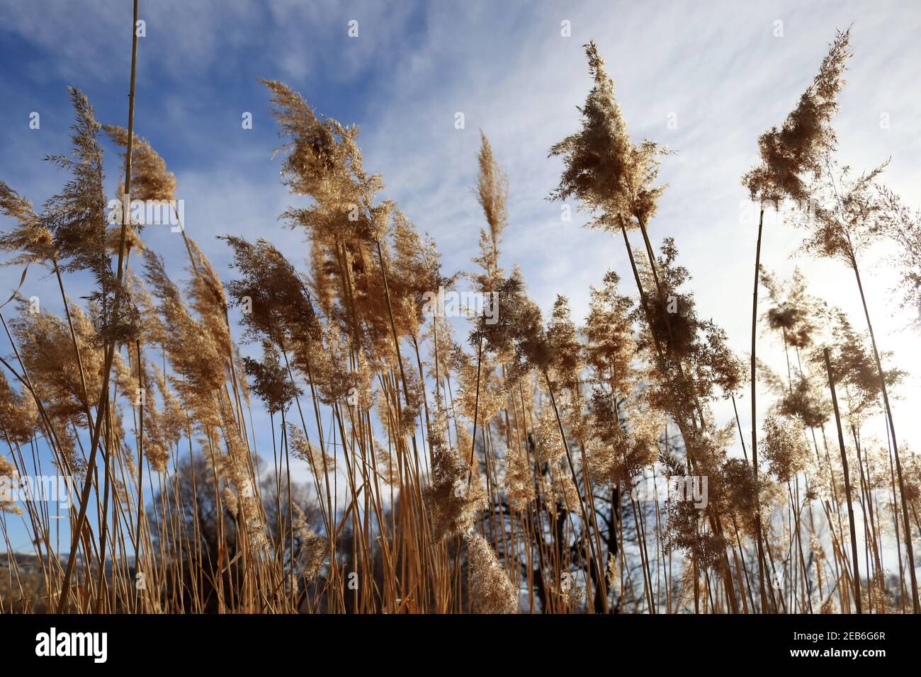 Dry fluffy reed, nature background Stock Photo - Alamy