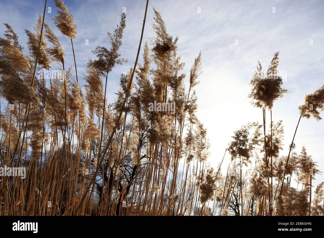 Dry fluffy reed, nature background Stock Photo - Alamy
